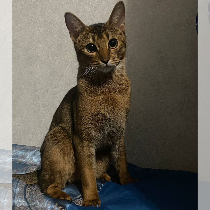 Абиссинский котёнок