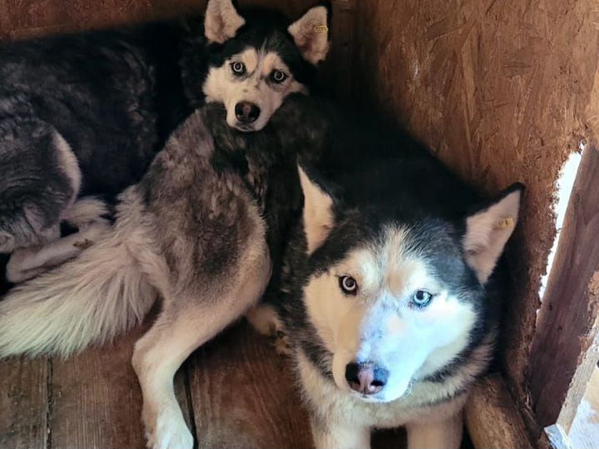 Хаски из отлова в добрые руки бесплатно