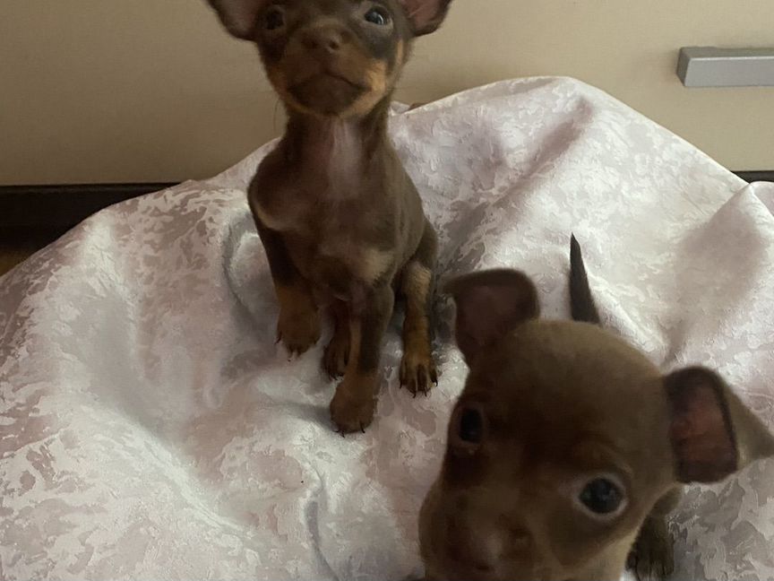 Той-терьер щенки