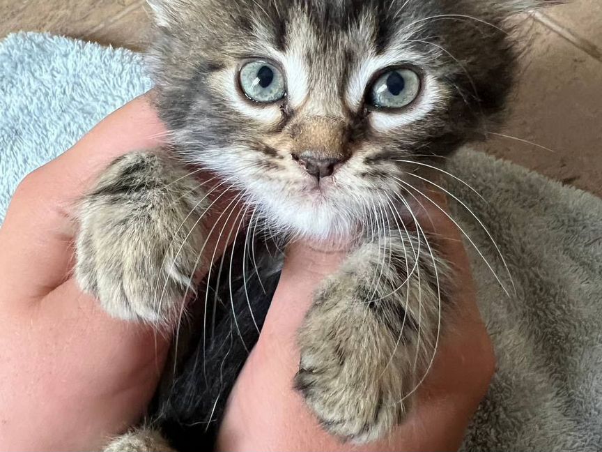 Котенок