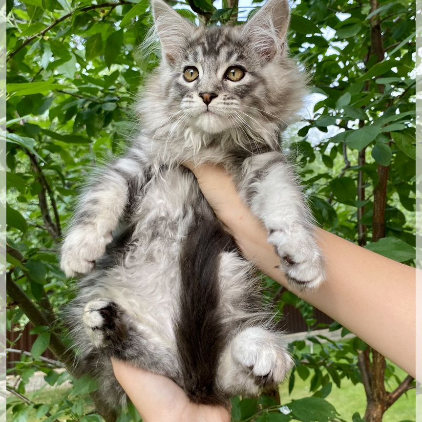 Мейн-кун котёнок