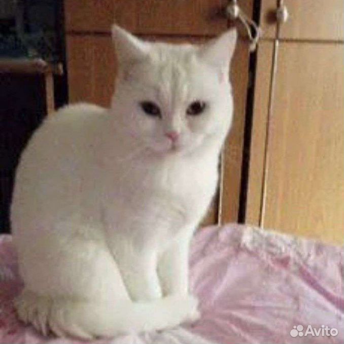 Белая британская кошка