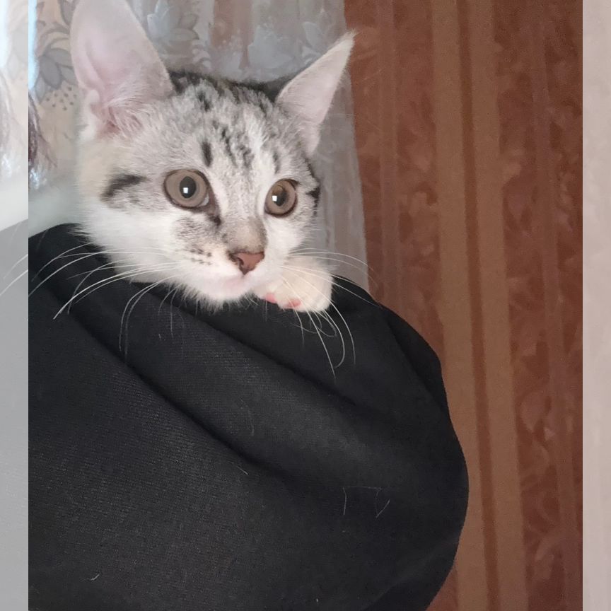 Шотландский прямоухий короткошёрстный котёнок
