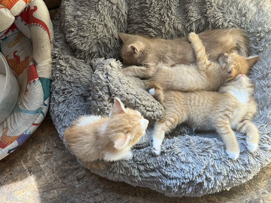 Отдам в дар котят