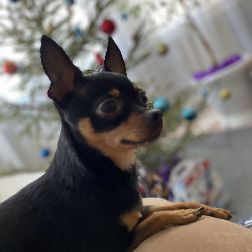 Мини той-терьер в добрые руки