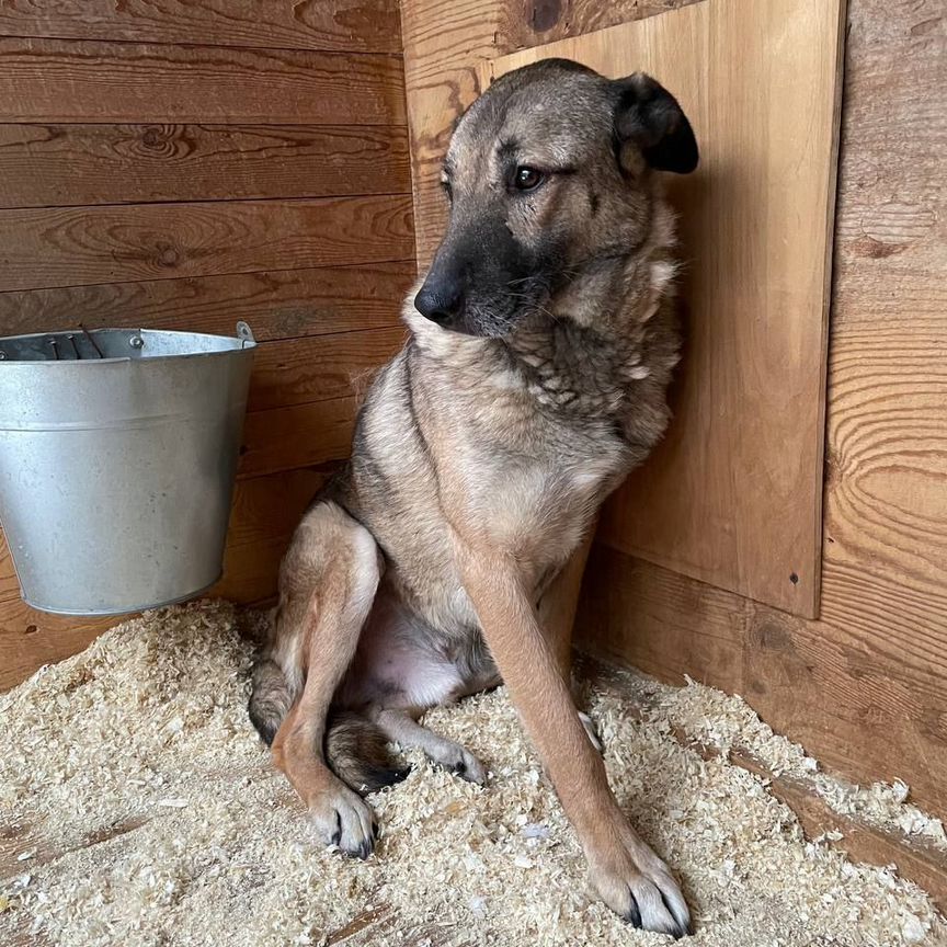 Забитый пес