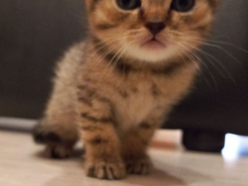 Малыш британец