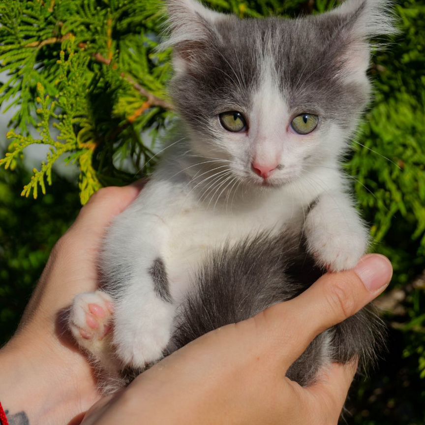 Мушка с ветпаспортом