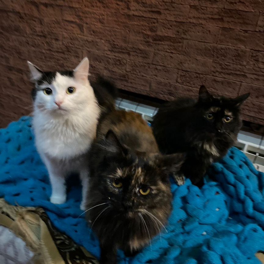 Пристраиваются в добрые руки