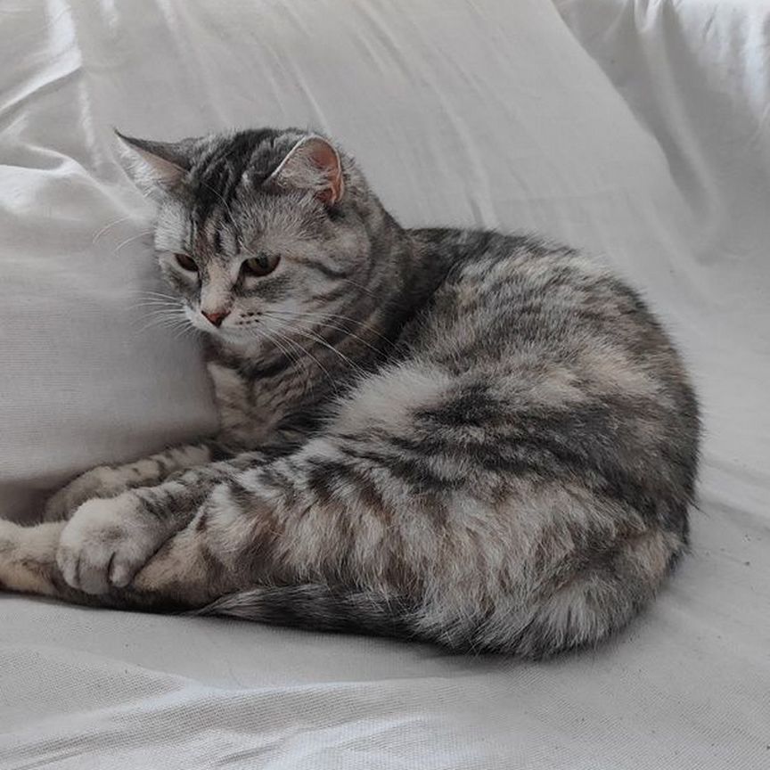 Кошечка Муся в добрые руки