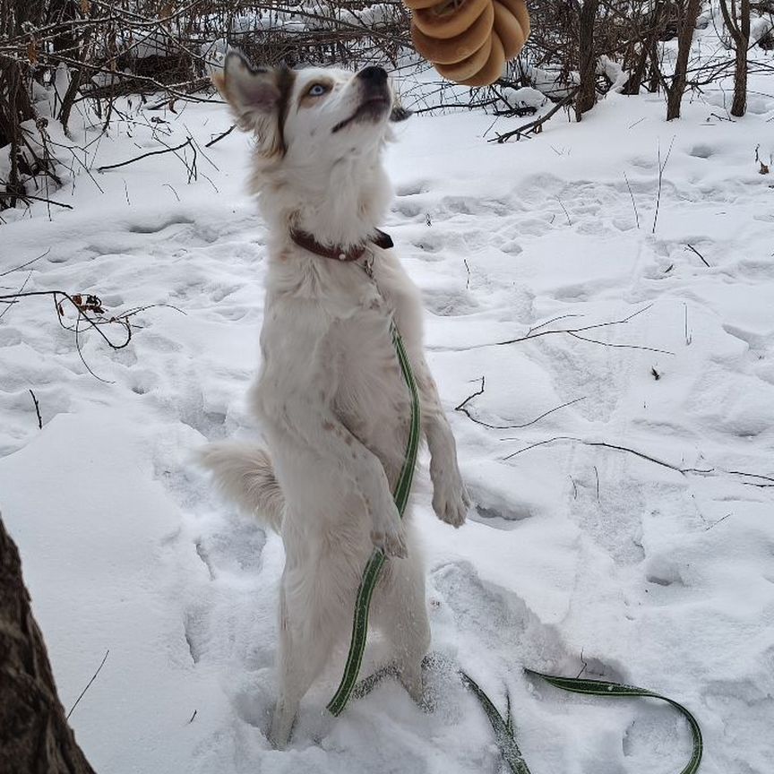 Английский сеттер, щенок