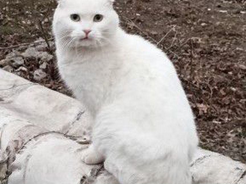 Найден кот белый