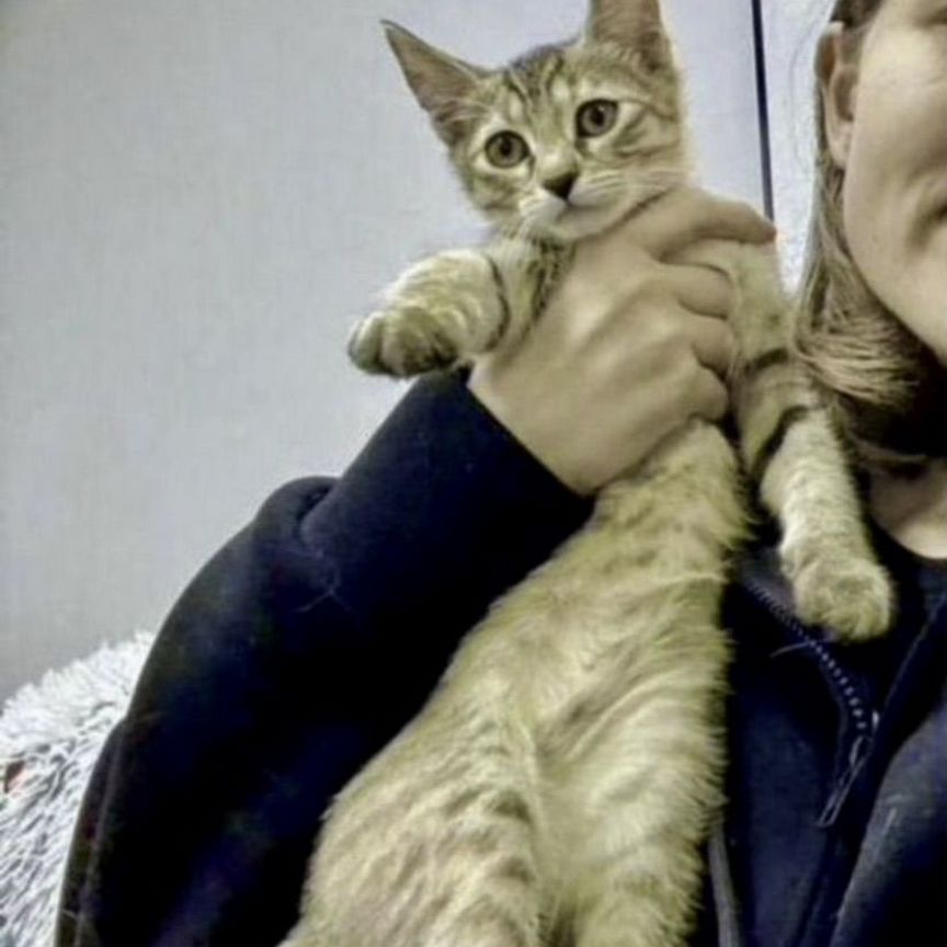 Котёнок в добрые руки