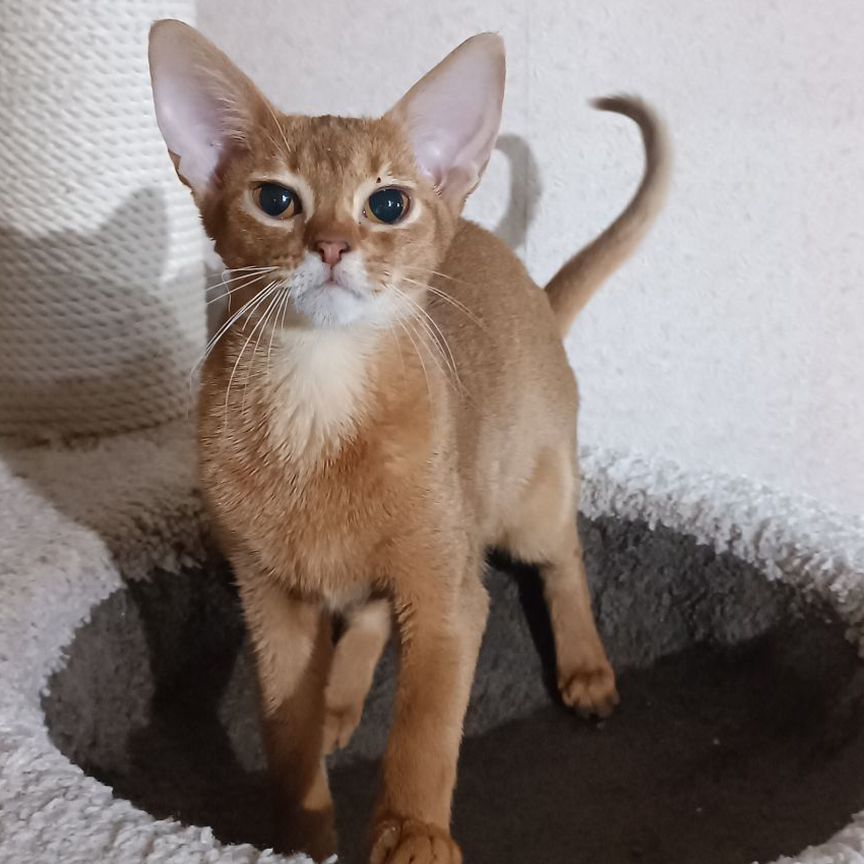Абиссинский котёнок
