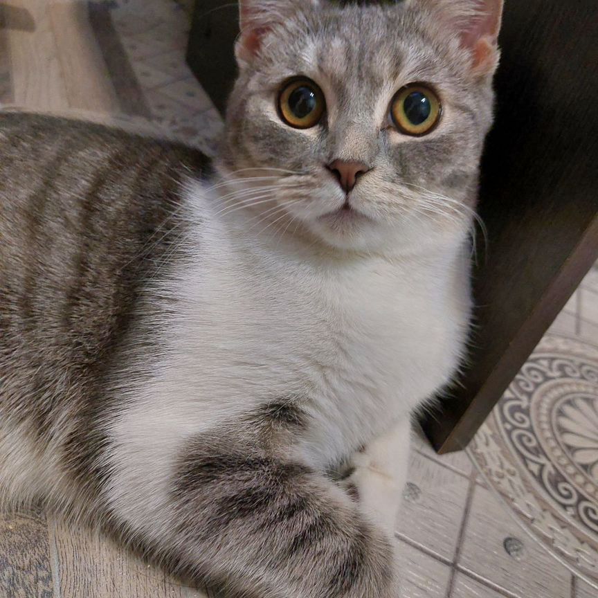 Котик 7месяцев