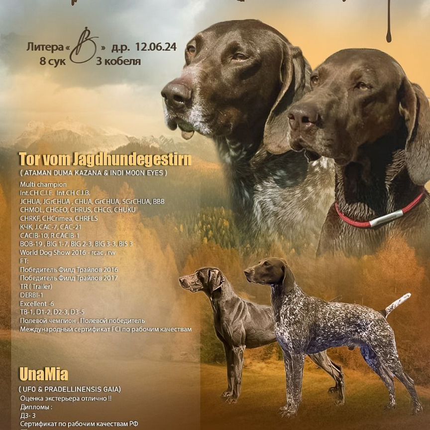 Щенки Курцхаара