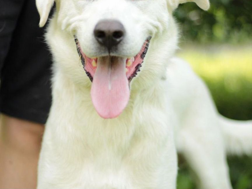 Собаки в добрые руки