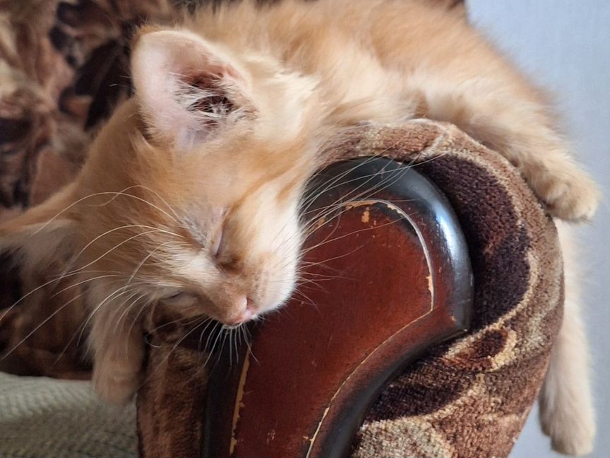 Рыжий котенок мальчик