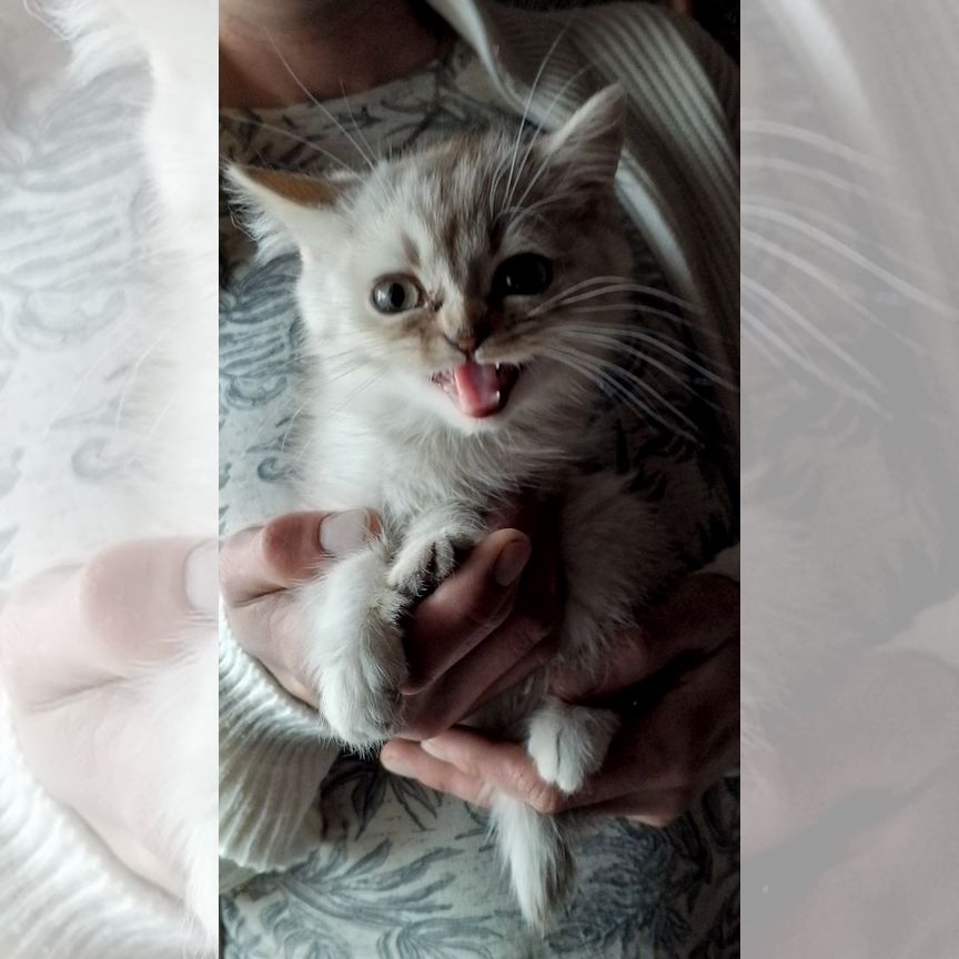Продам котят плюшевых британцев