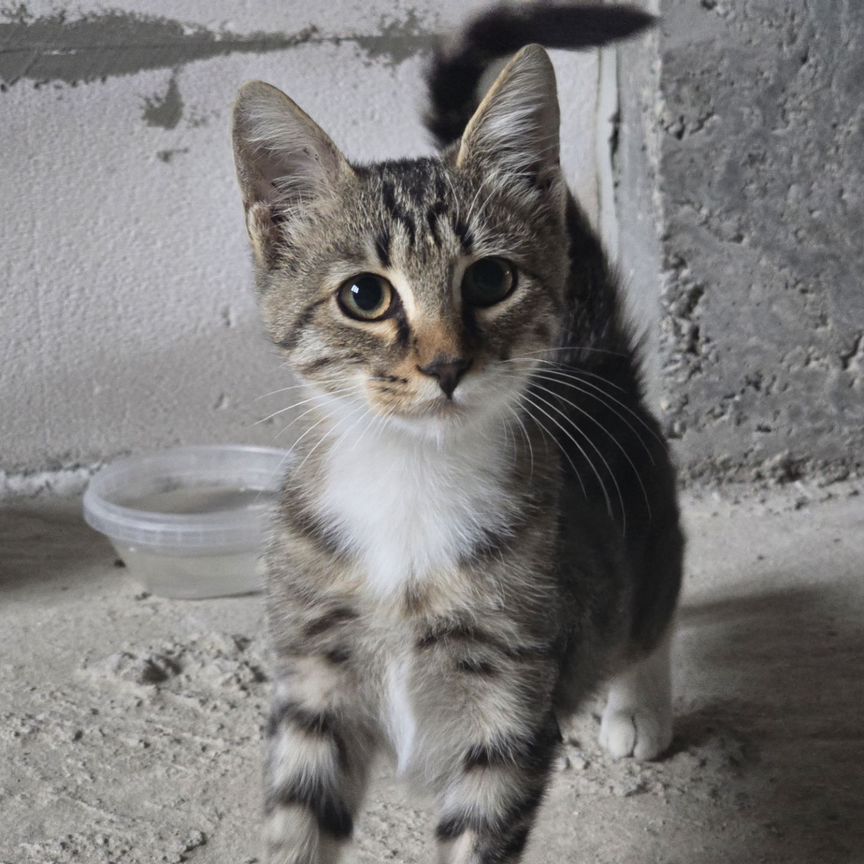 Ищем дом нежнейшему котенку