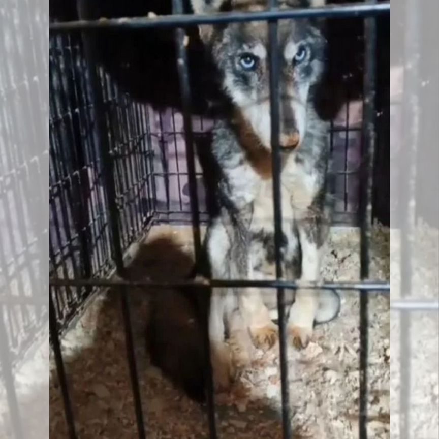 Взрослый пёс в добрые руки