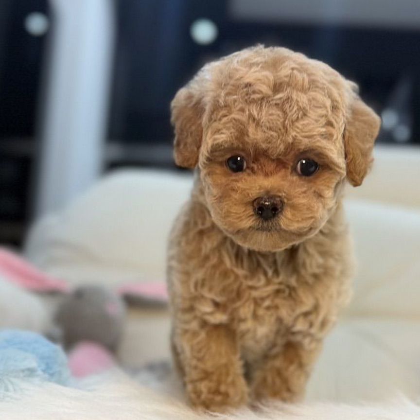 Мальтипу, щенок