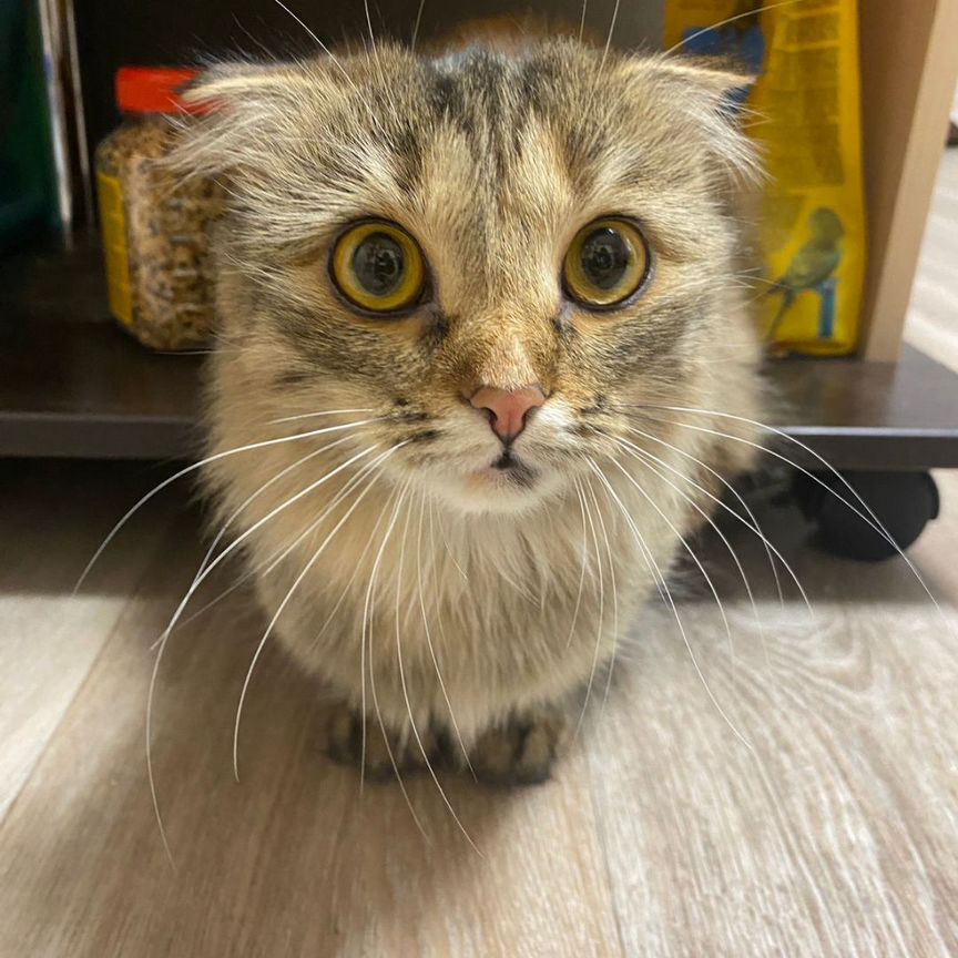 Кошка Вислоушка найденыш