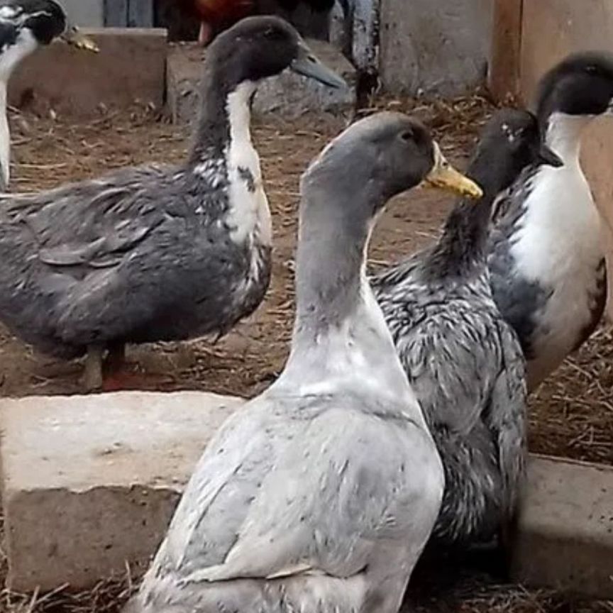 Утки голубой фаворит