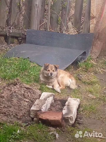 В добрые руки