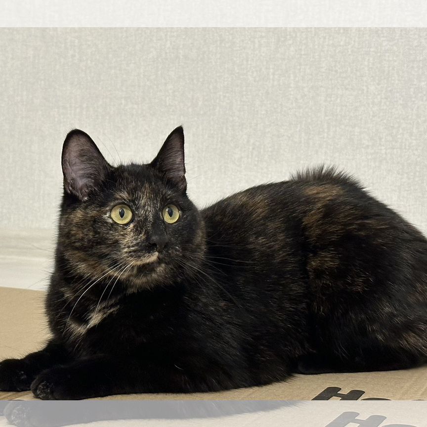 Взрослая, кошка в добрые руки