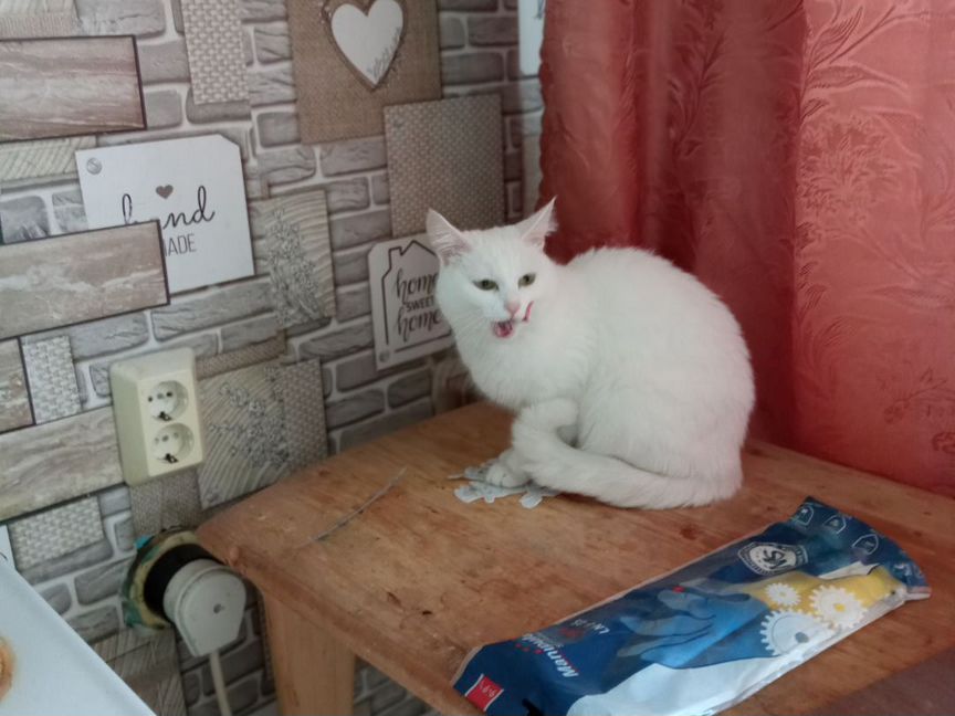 Отдадим кота и кошку бесплатно в хорошие руки