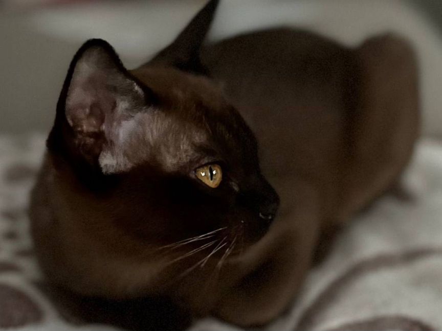 Бурманский котенок