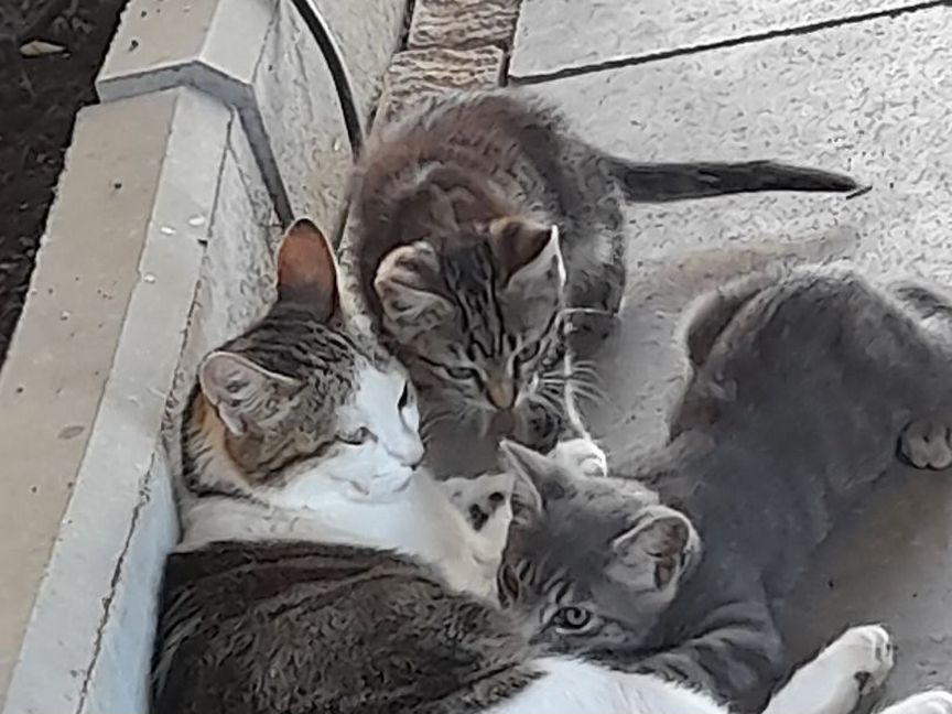 Котята ждут доброе сердце