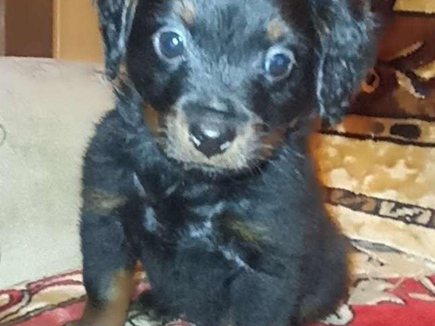 Щенки Кавалер Кинг Чарльз Спаниель