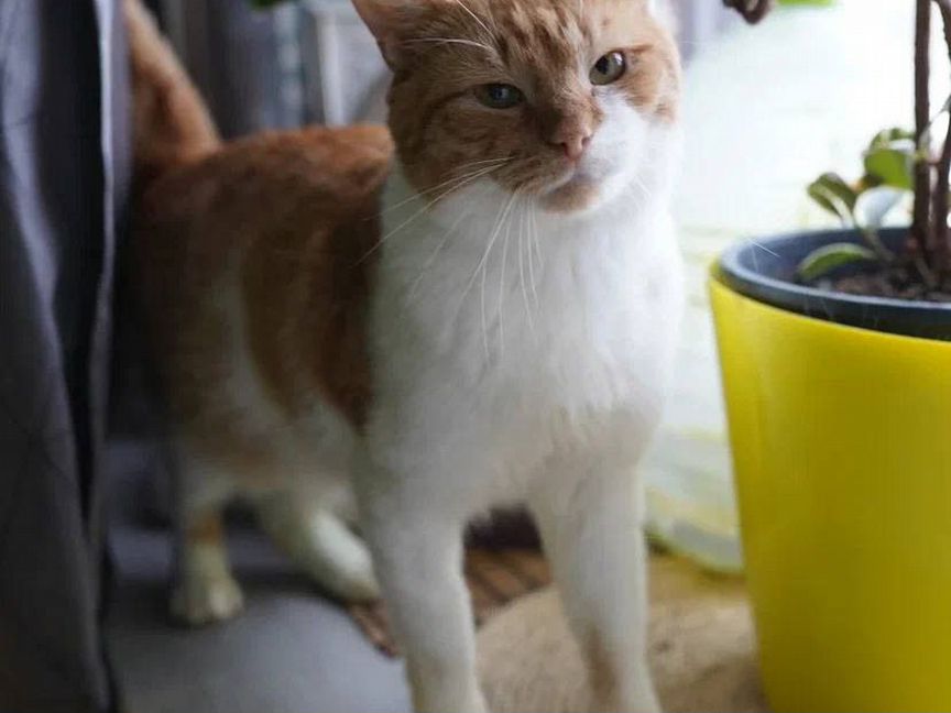 Кот в дар