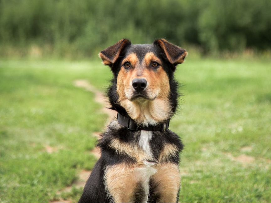 Герда ищет дом