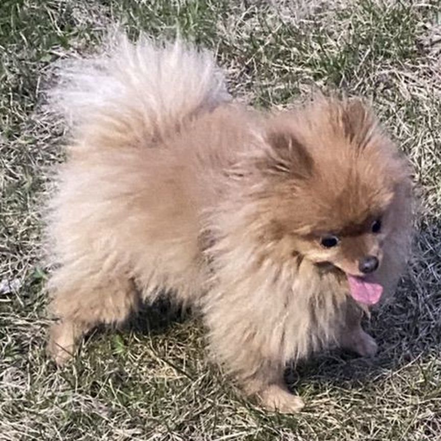 Немецкий шпиц, взрослая собака