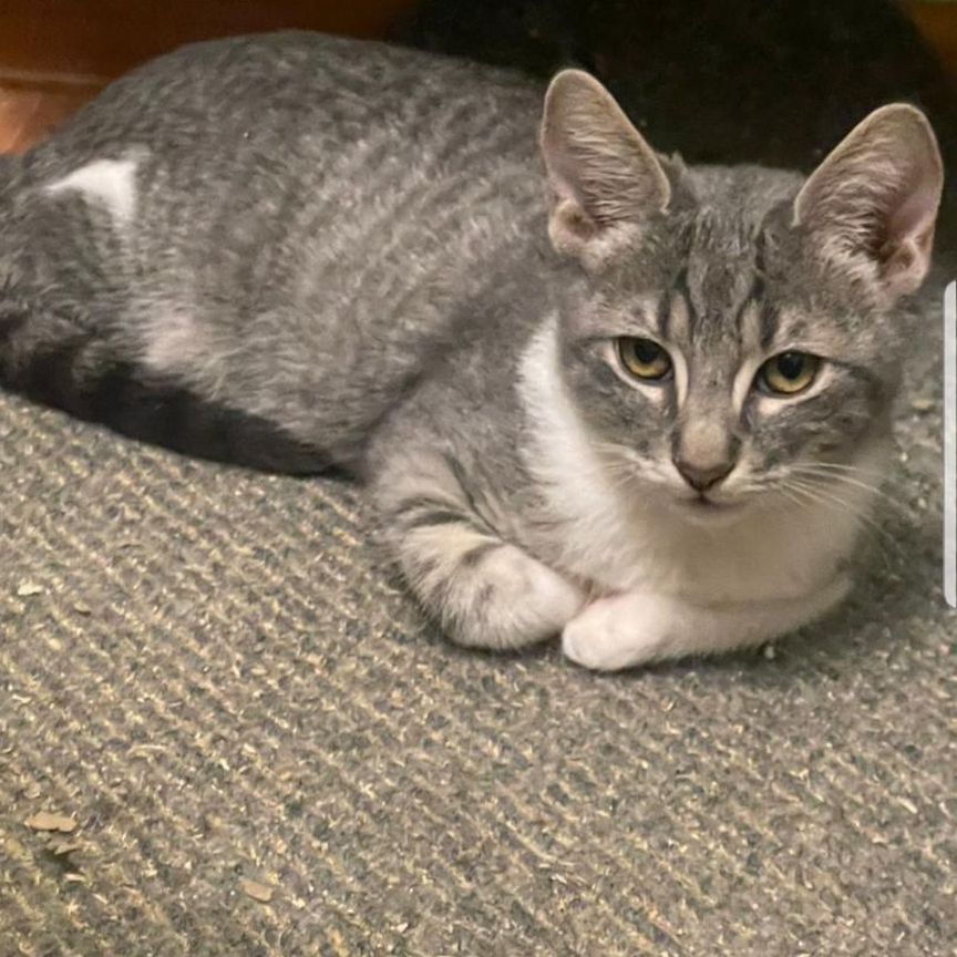 Малыш из приюта