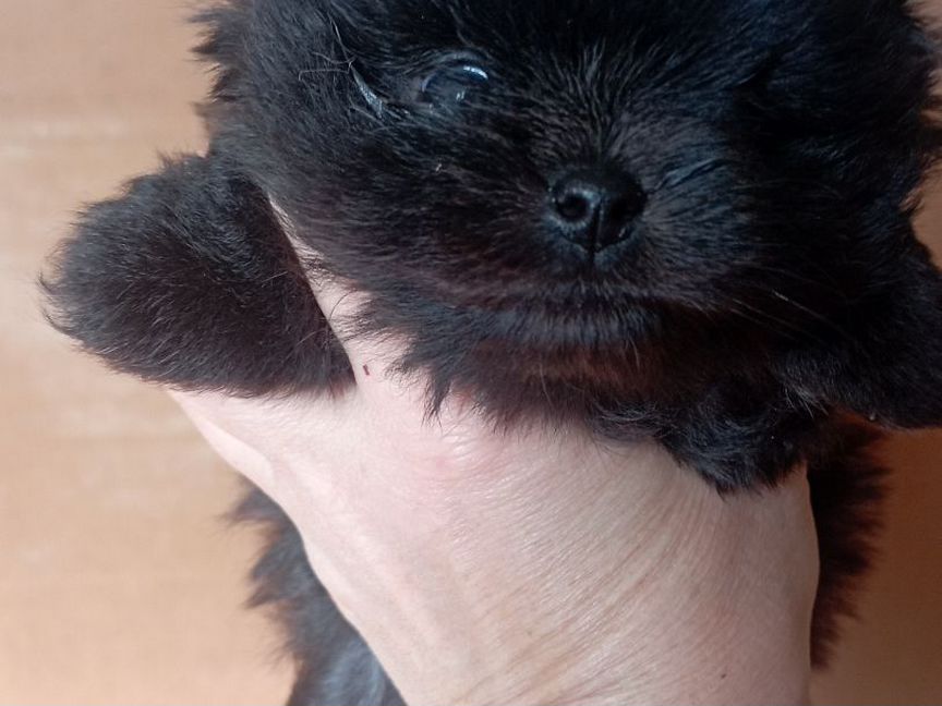 Померанский шпиц