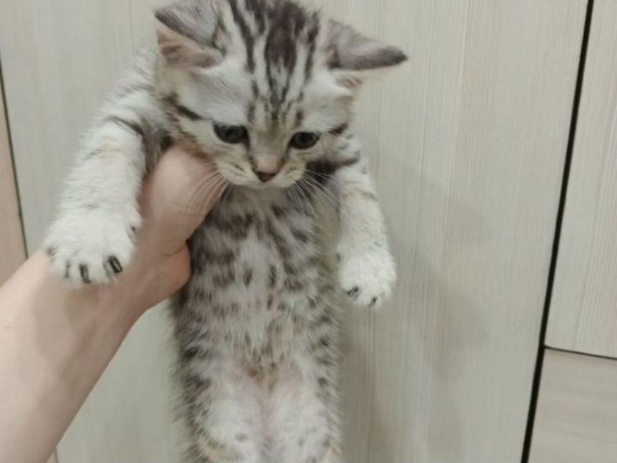 Котенок