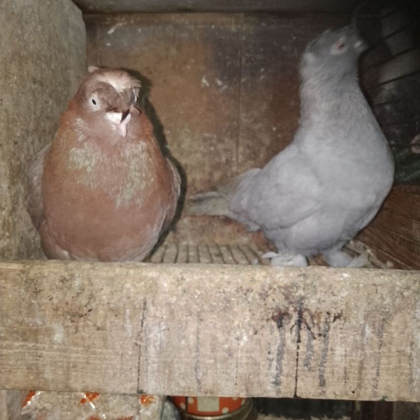 Голуби узбекские
