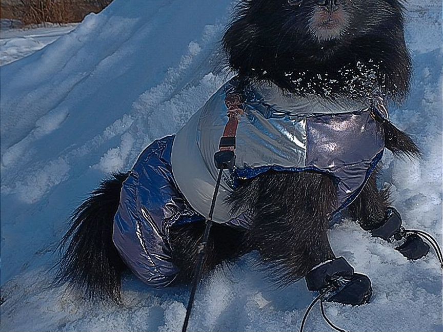 Шпиц девочка вязка
