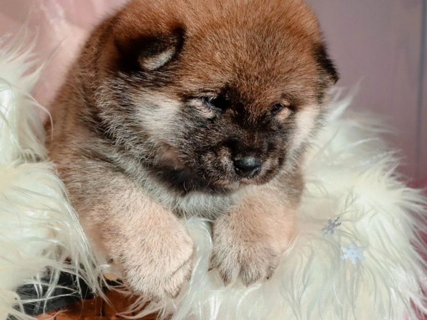 Сиба-ину (Шиба-ину) супер щенки