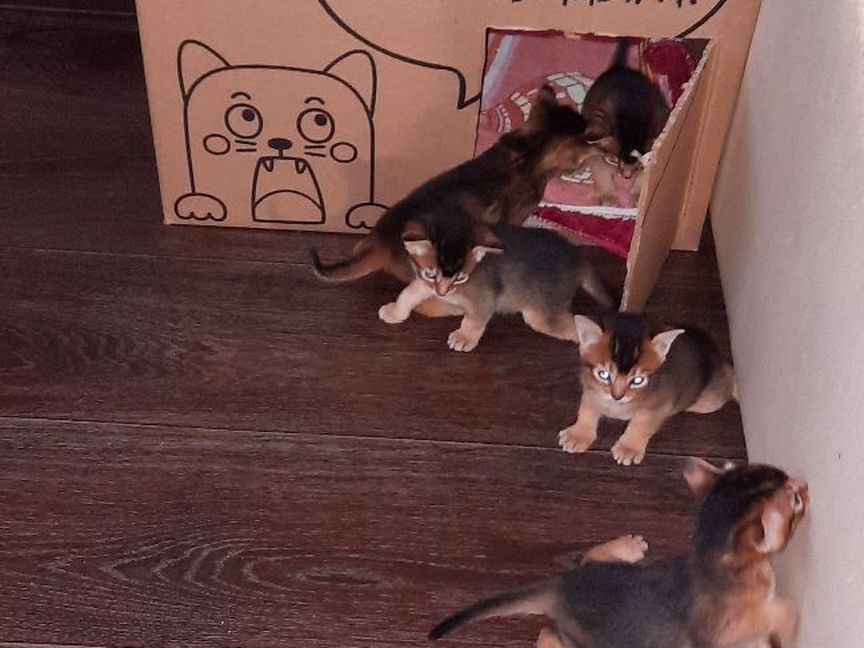 Абиссинские котята