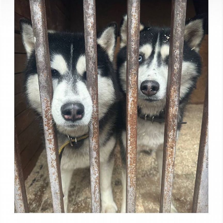 Сибирский хаски, взрослый пёс