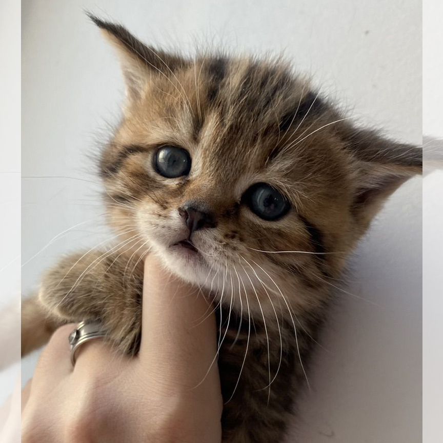 Шотландский вислоухий короткошёрстный котёнок