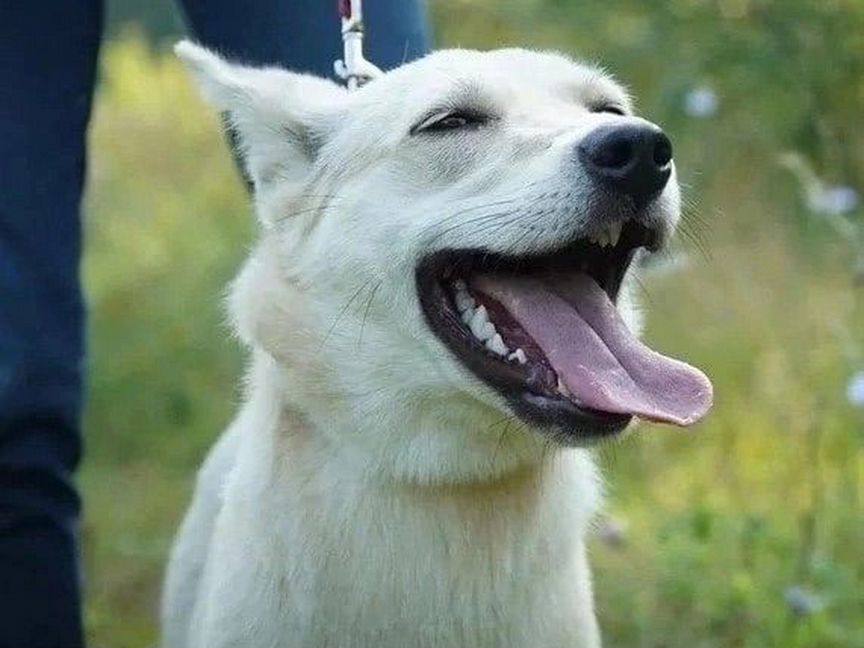 Собака в добрые руки