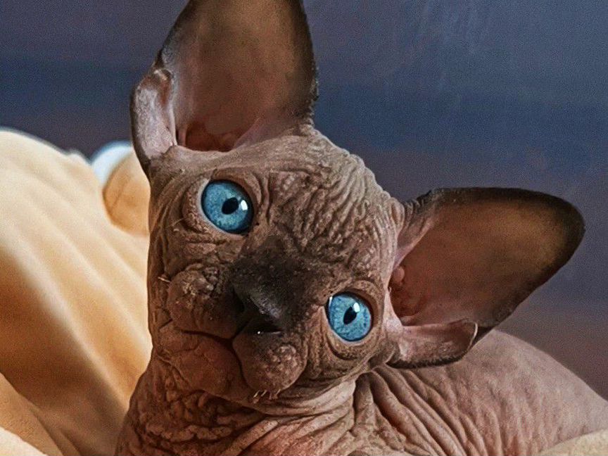 Канадский сфинкс мальчик Jewellery