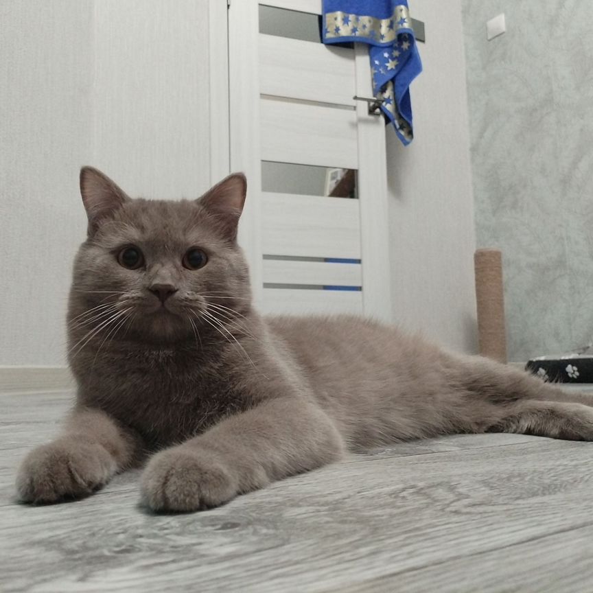 Британский длинношёрстный, взрослый кот