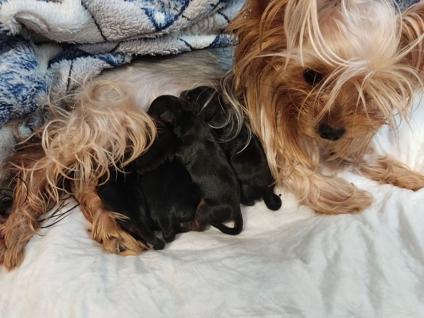 Йоркширский терьер щенки девочки mini